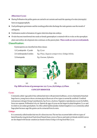 CHAPTER 3 - PLANT KINGDOM-OUR UNDERSTANDING OF KINGDOM PLANTAE HAS ...