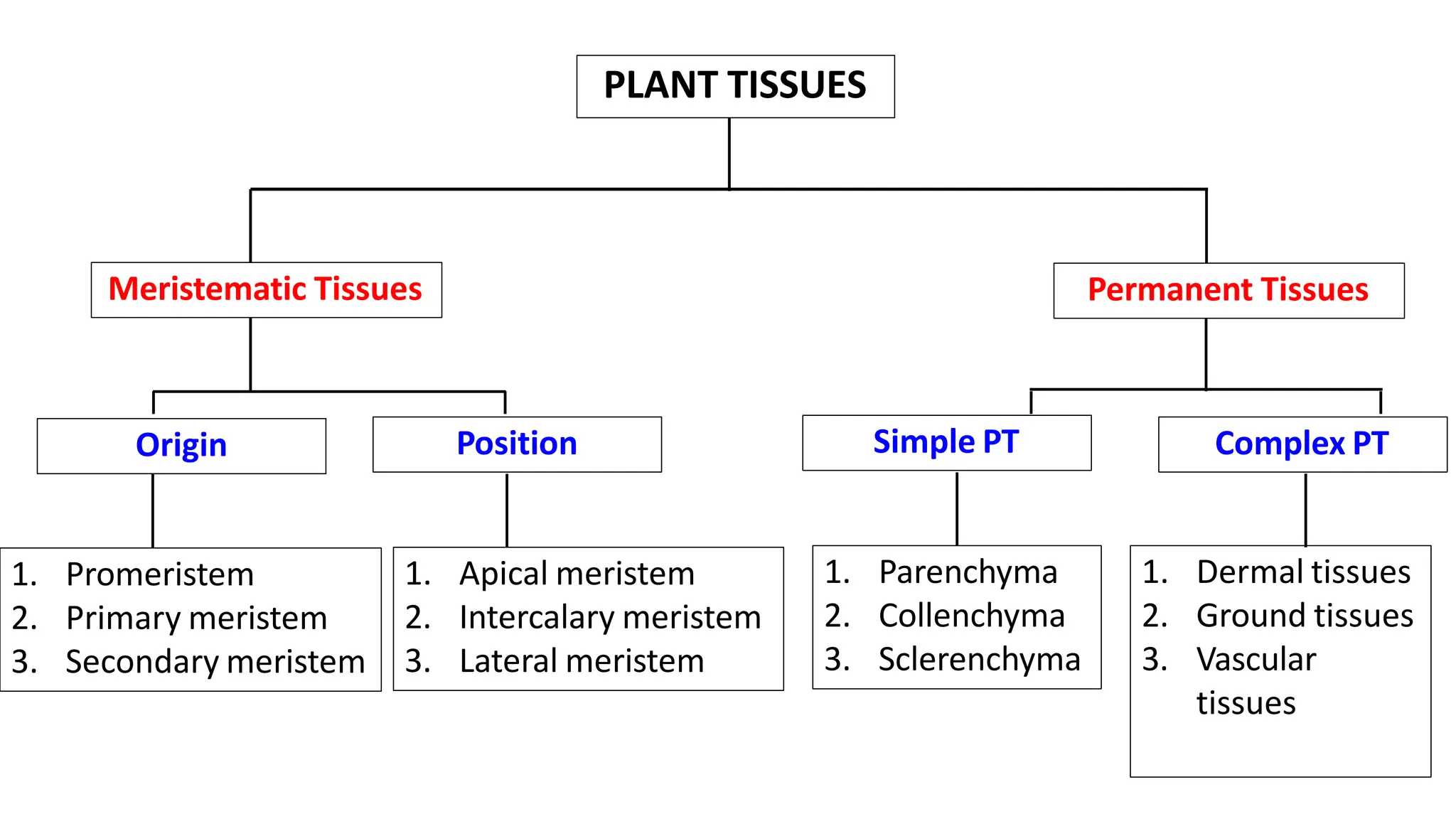 chapter3-planttissues-1709221555708.pptx