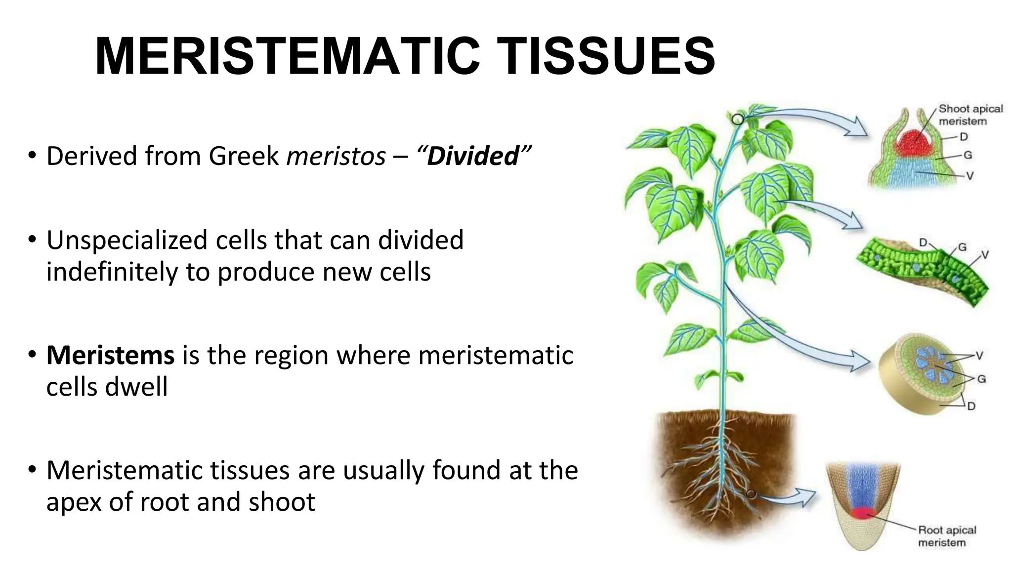 chapter3-planttissues-1709221555708.pptx