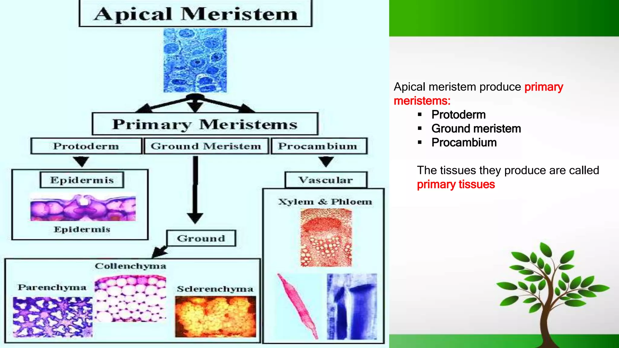 PLANT TISSUES | PPTX
