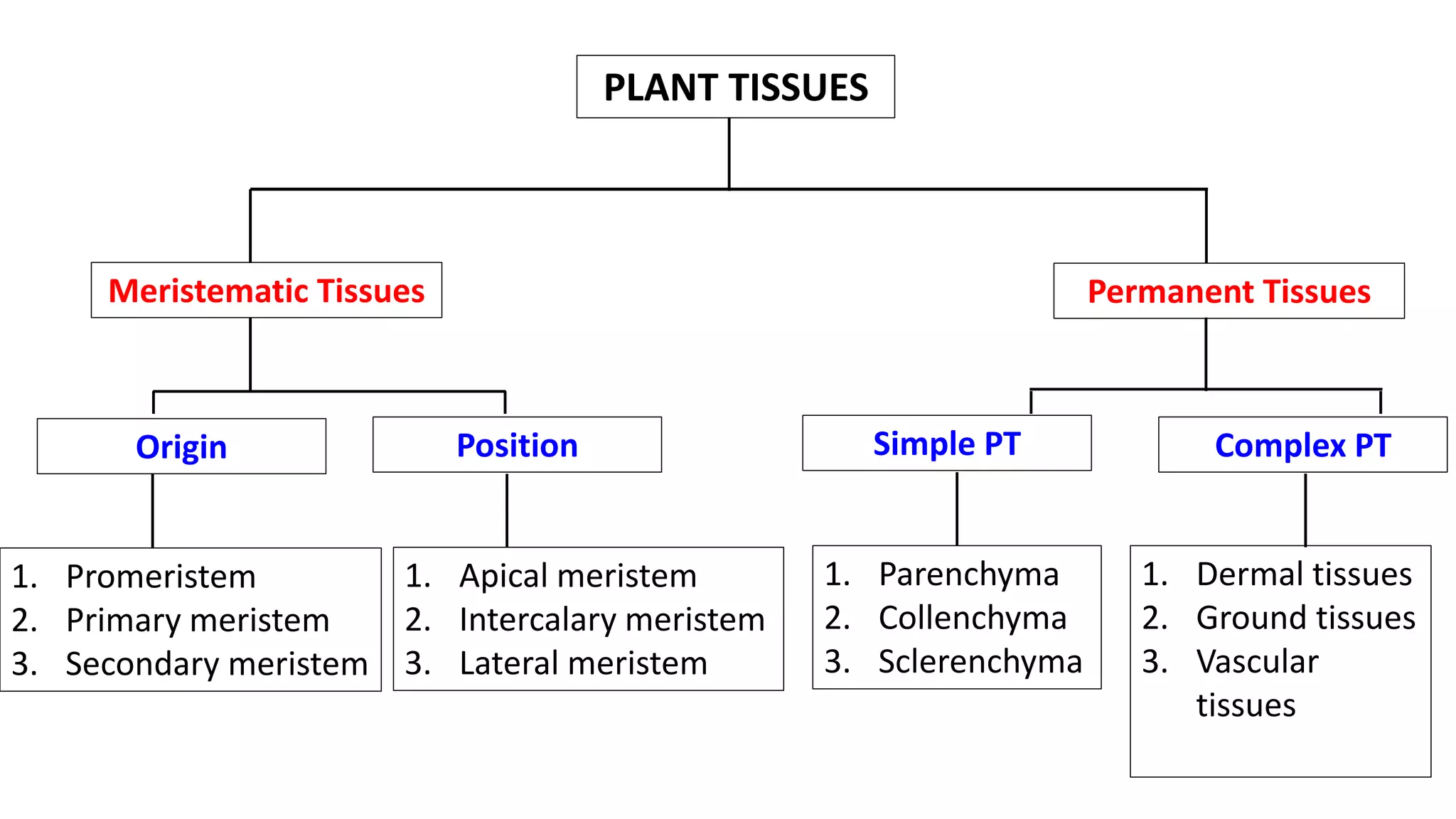 PLANT TISSUES | PPTX