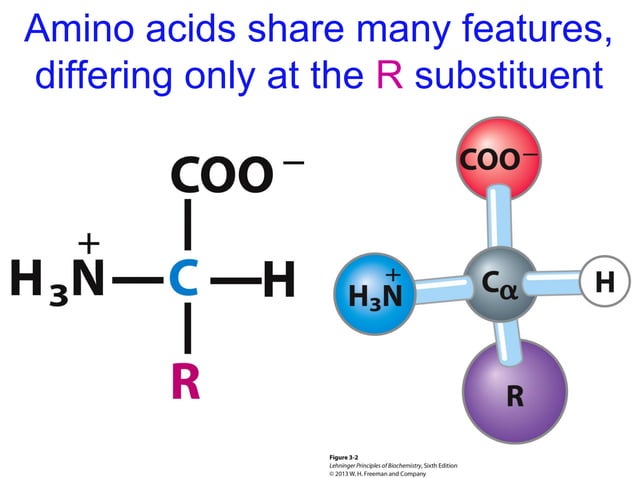 What Is The Difference Between Amino Acids And Enzymes