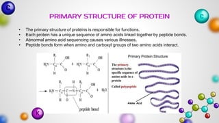 Proteins: Biochemistry | PPTX