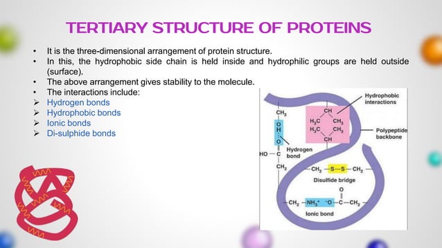 Proteins: Biochemistry | PPTX | Chemistry | Science