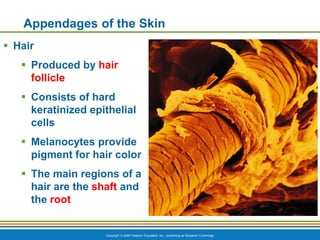 Chapter 3 – Comprehensive Overview of Human Skin Structure, Functions ...