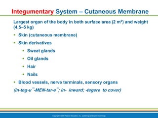Chapter 3 – Comprehensive Overview of Human Skin Structure, Functions ...