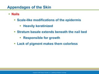 Chapter 3 – Comprehensive Overview of Human Skin Structure, Functions ...