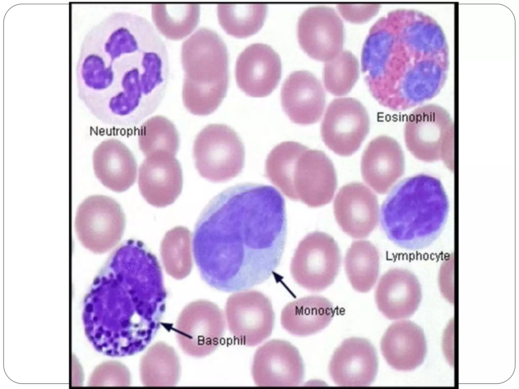 staining in medical laboratory | PPT