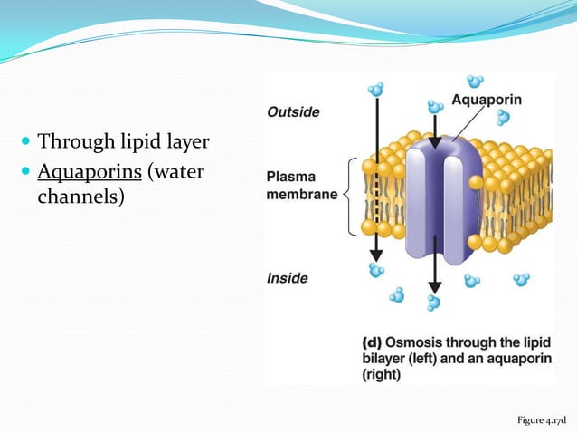 Chapter 3 structure and functions | PPT