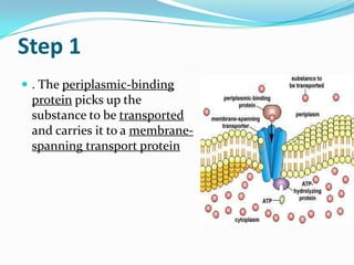 Chapter 3 structure and functions | PPT