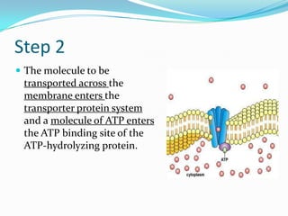 Chapter 3 structure and functions | PPT