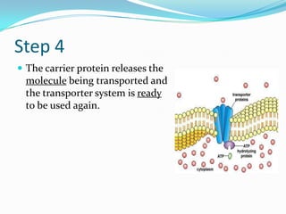 Chapter 3 structure and functions | PPT