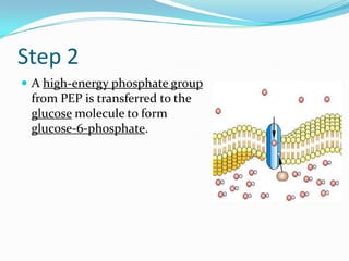 Chapter 3 structure and functions | PPT
