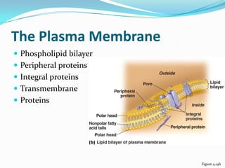 Chapter 3 structure and functions | PPT