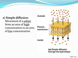 Chapter 3 structure and functions | PPT