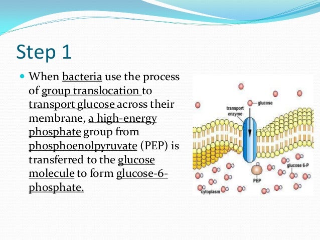 Chapter 3 structure and functions