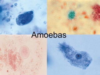 Chapter 3 - THE AMOEBAS.ppt