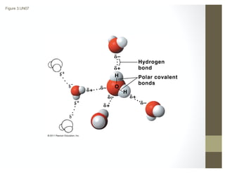 Chapter 3- Water Notes.pdf for ap biology | PDF