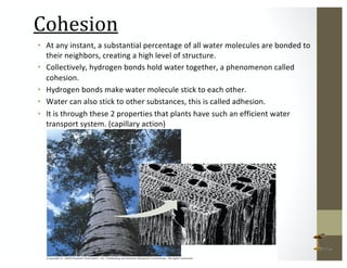 Chapter 3- Water Notes.pdf for ap biology | PDF
