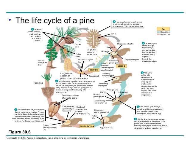 Angiosperm Life Cycle Pearson Angiosperm Reproduction And