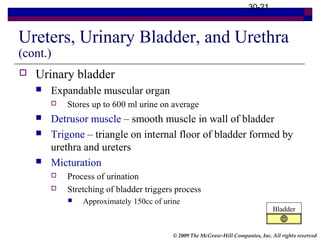 mcgraw hill Chapter 30 the_urinary_system | PPT