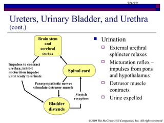 mcgraw hill Chapter 30 the_urinary_system | PPT