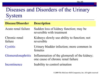mcgraw hill Chapter 30 the_urinary_system | PPT