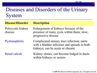 mcgraw hill Chapter 30 the_urinary_system | PPT
