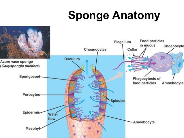 Chapter 33 2012 2013