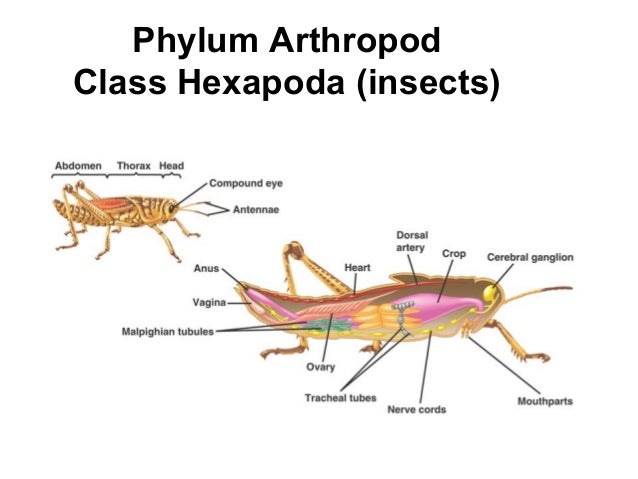 Chapter 33 2012 2013