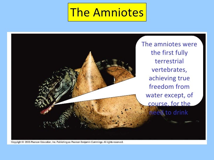 Introduction To The Amniota