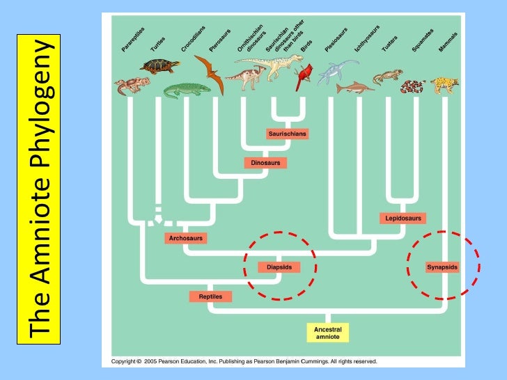 Introduction To The Amniota