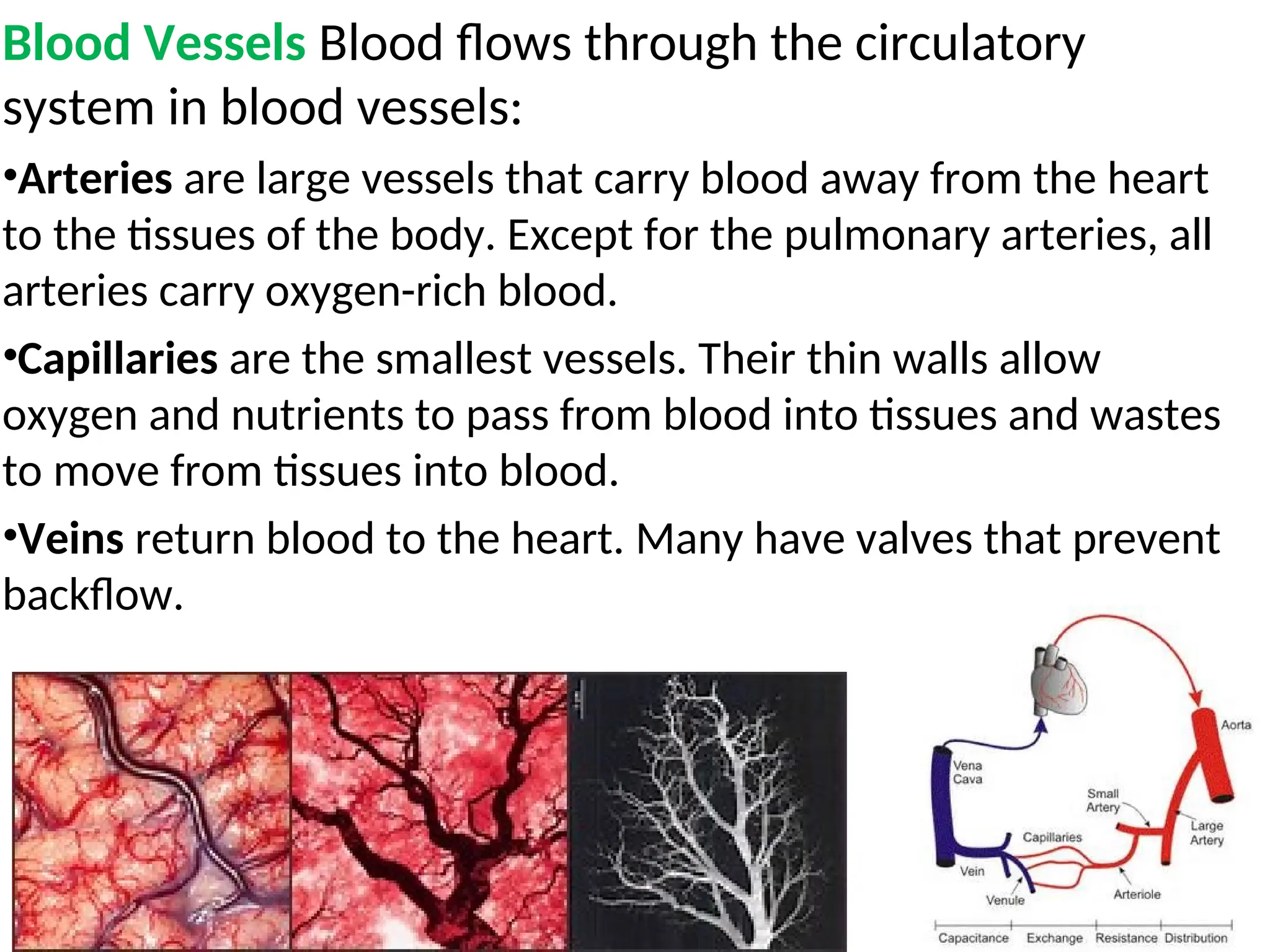 Chapter 33 Power Point Circulatory and Lymphatic Systems.ppt