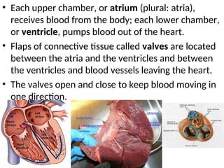 Chapter 33 Power Point Circulatory and Lymphatic Systems.ppt