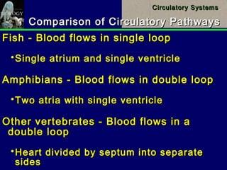 Circulation and Cardiovascular System | PPT