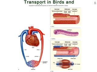 Circulation and Cardiovascular System | PPT