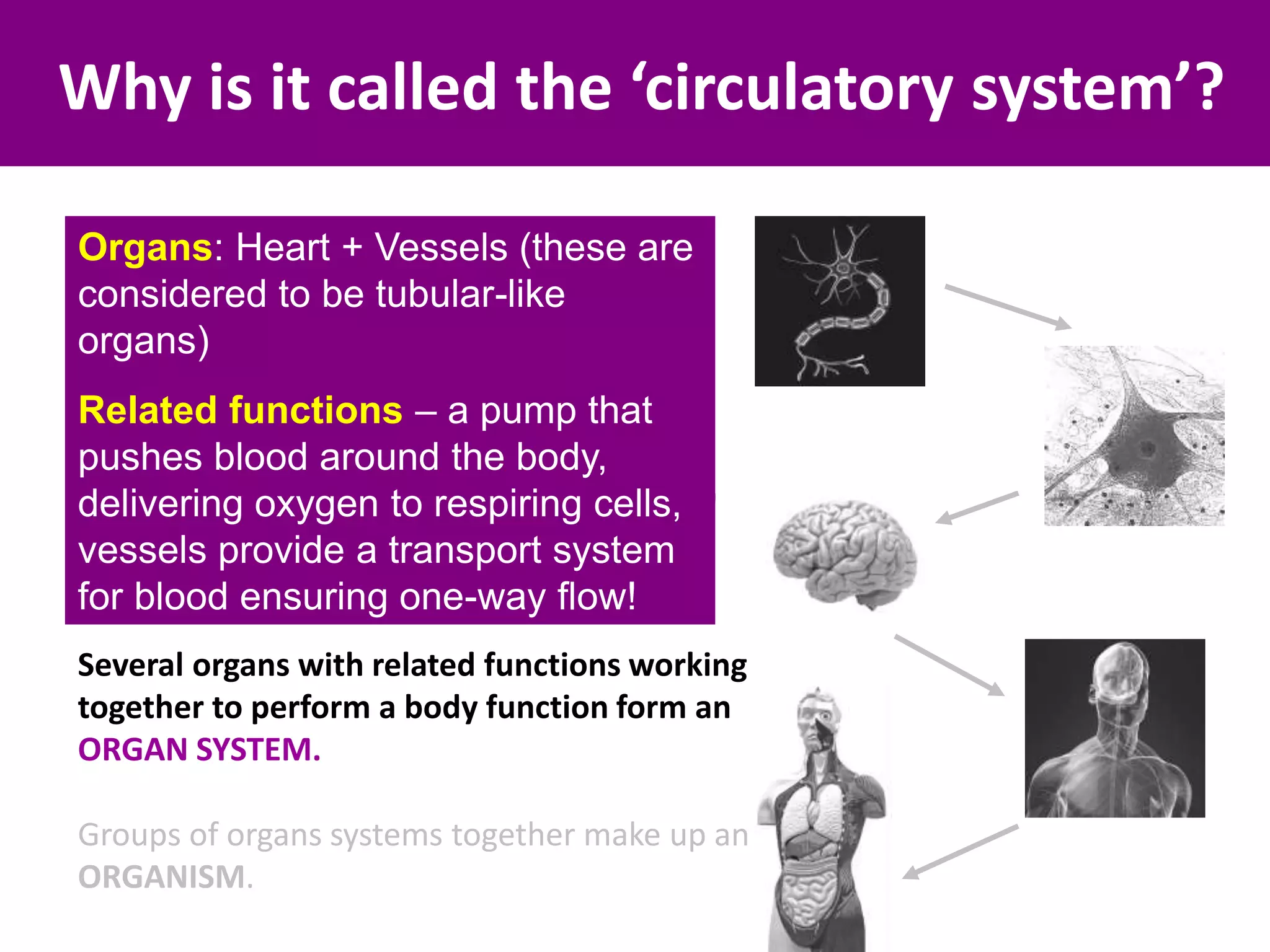 Chapter 34 P1 Circulatory system.ppt