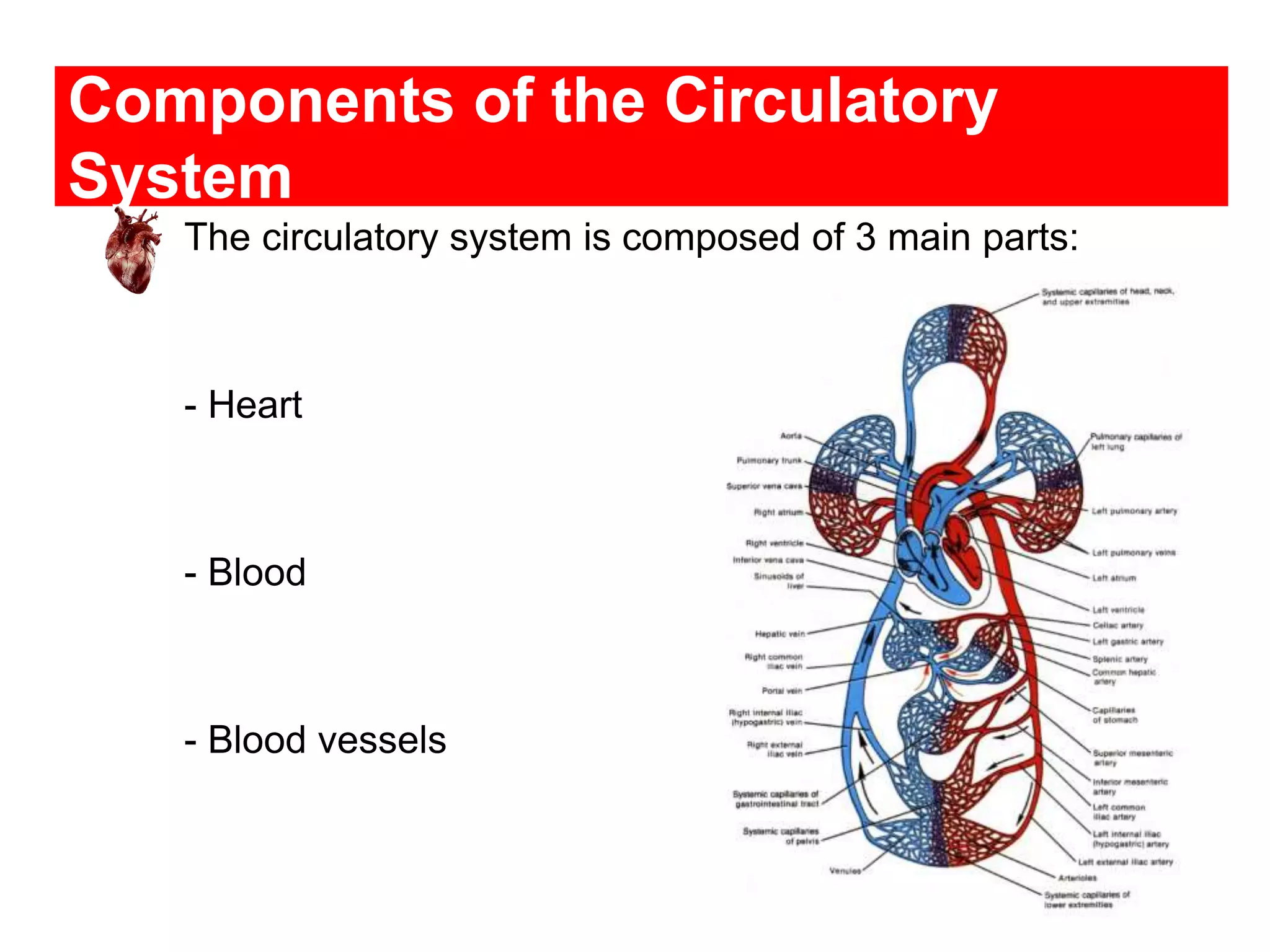 Chapter 34 P1 Circulatory system.ppt