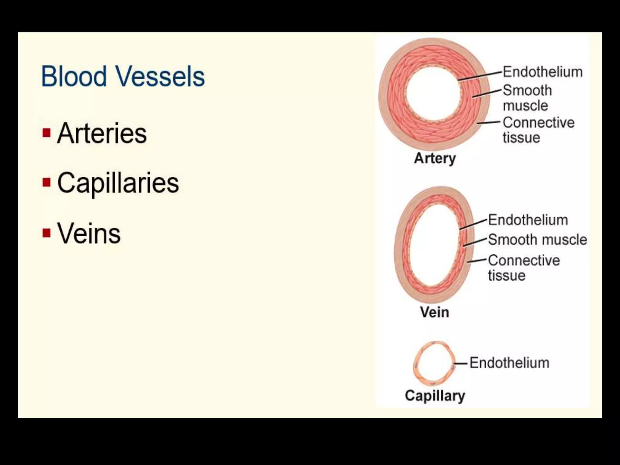 Chapter 34 P1 Circulatory system.ppt