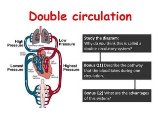 Chapter 34 P1 Circulatory system.ppt