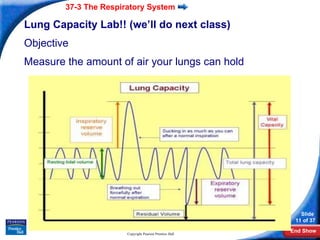 Chapter37.3 lungstructure&breathing | PPT