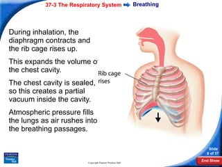 Chapter37.3 lungstructure&breathing | PPT