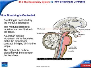 Chapter37.3 lungstructure&breathing | PPT