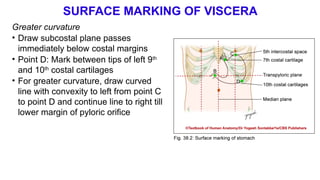 Chapter 38 Surface Marking of Abdomen and Pelvis New.pptx