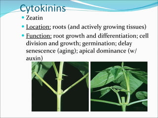 Chapter 39 powerpoint | PPT