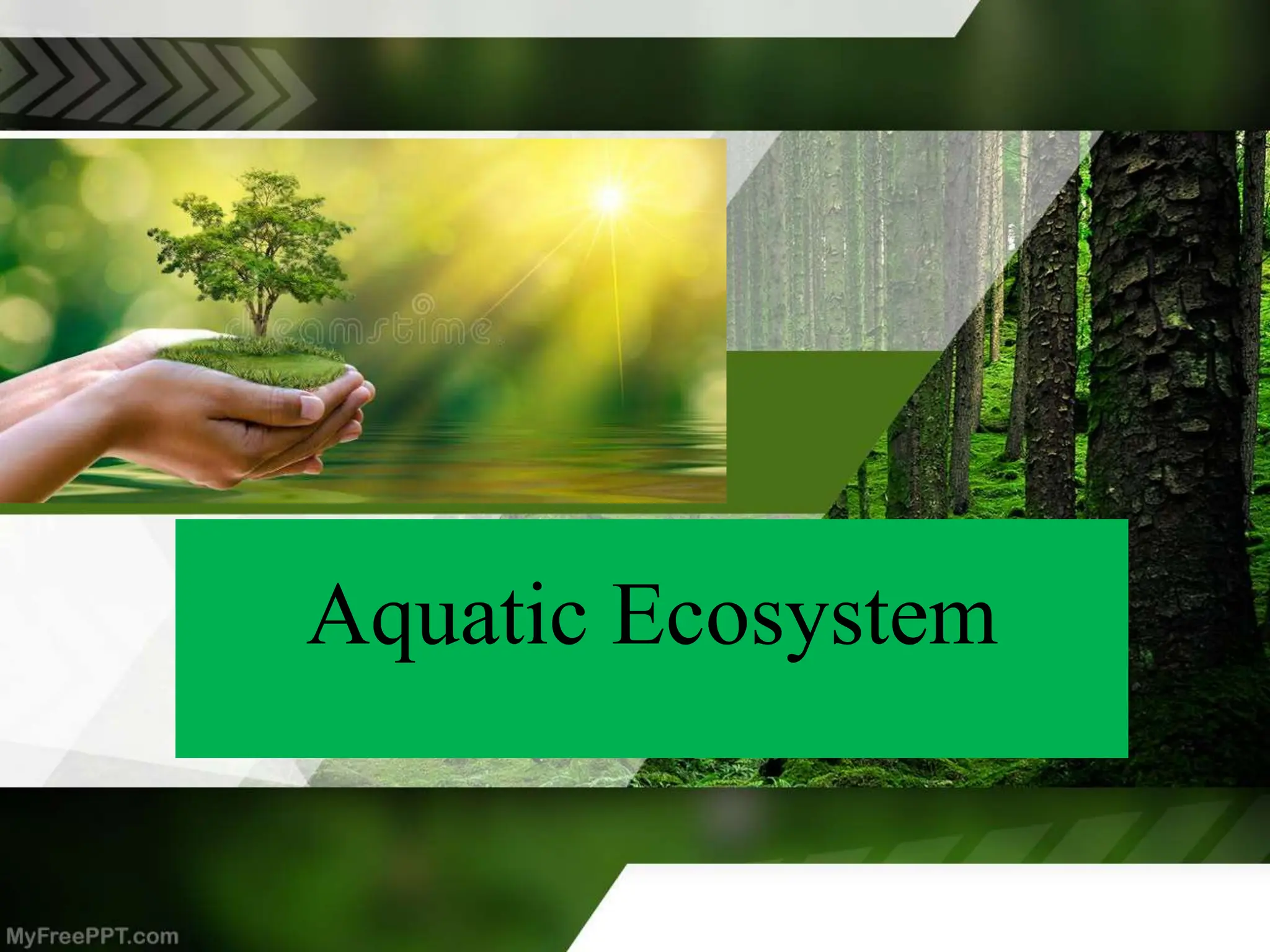 Chapter 3 Aquatic ecosystem..........ppt