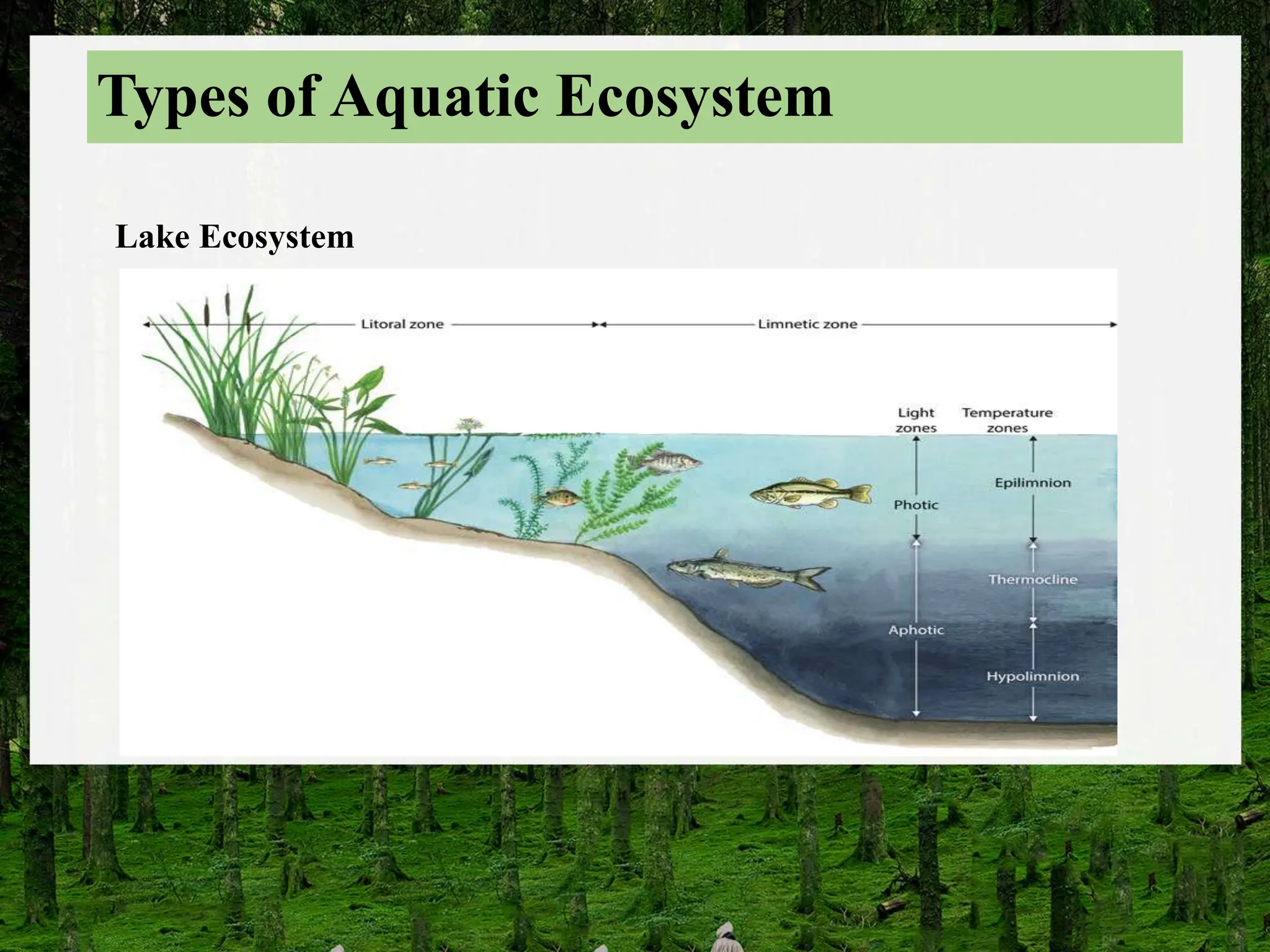 Chapter 3 Aquatic ecosystem..........ppt
