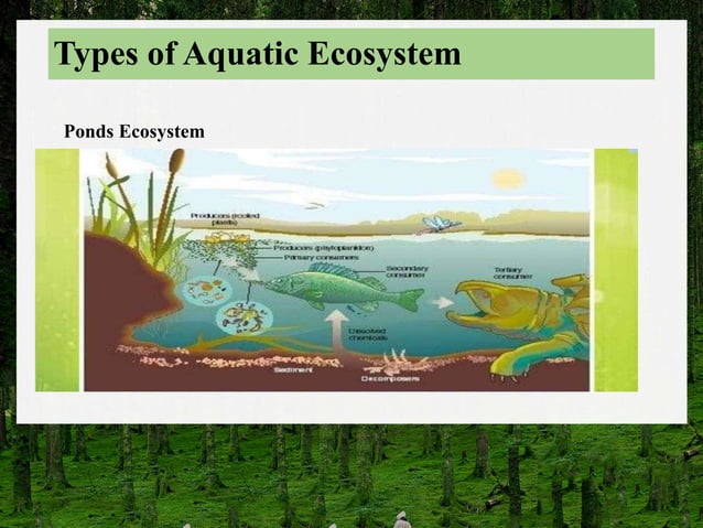 Chapter 3 Aquatic ecosystem..........ppt