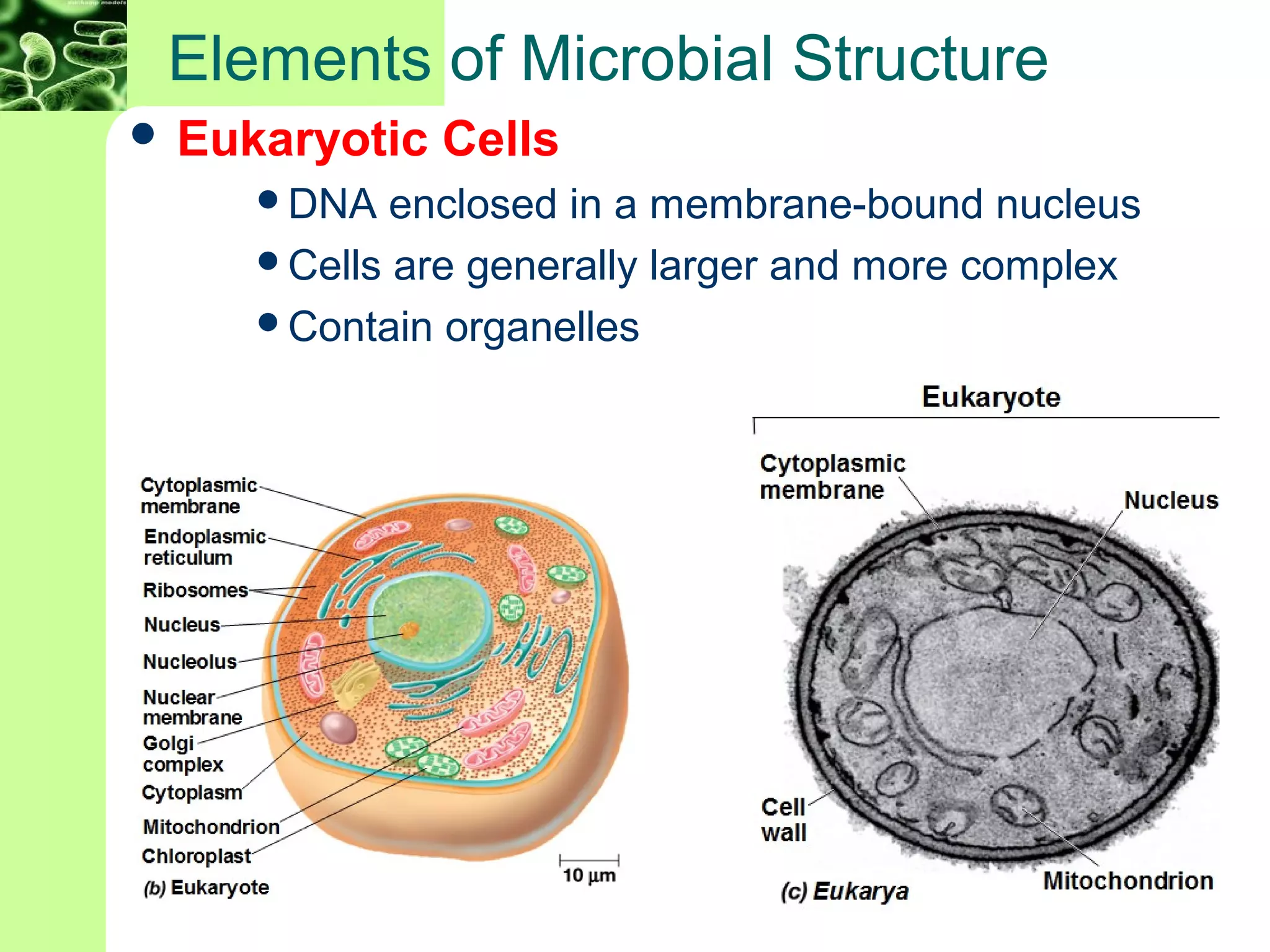 Chapter 3 (microbiology) 8th edition | PPT