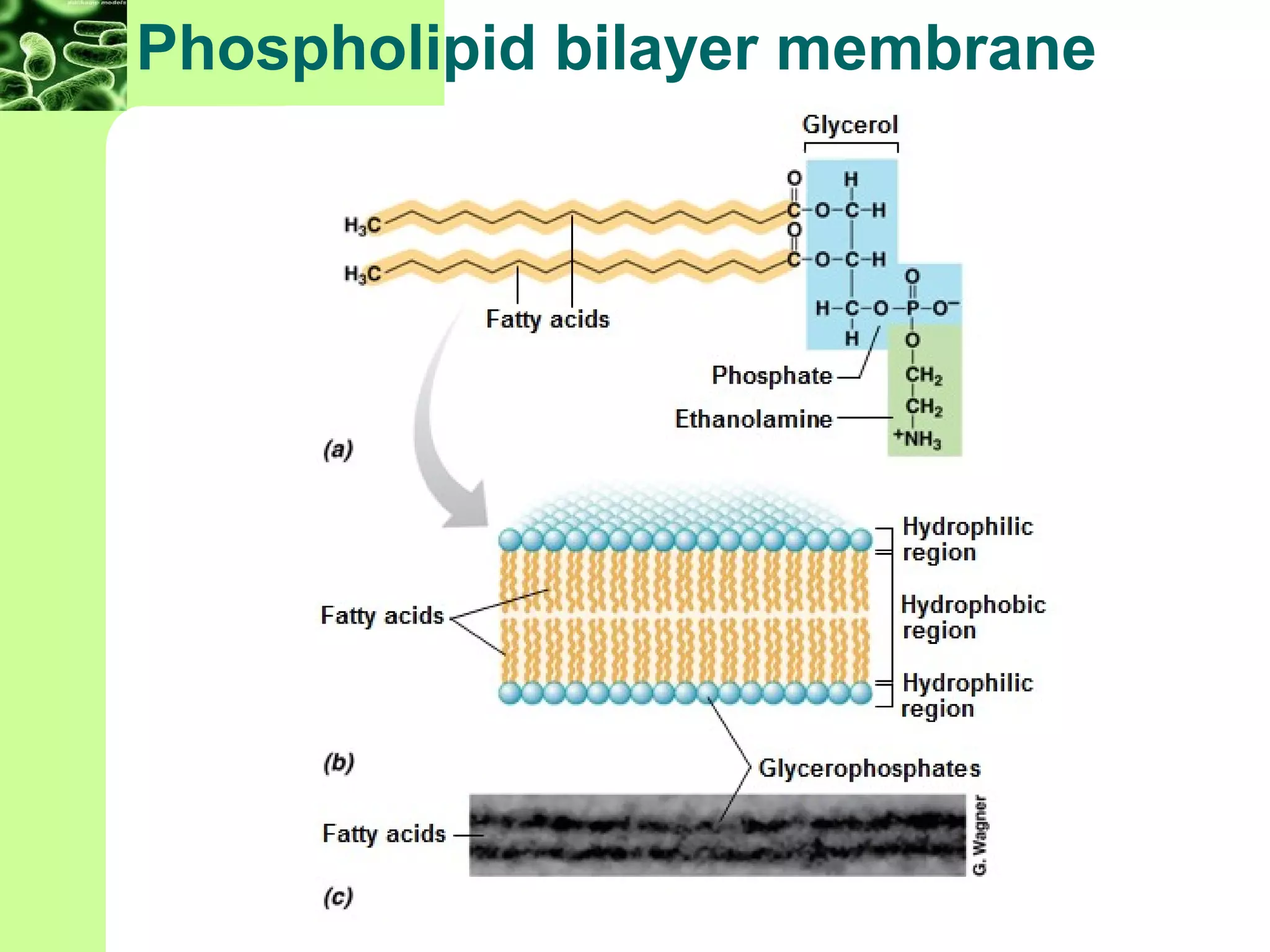 Chapter 3 (microbiology) 8th edition | PPT